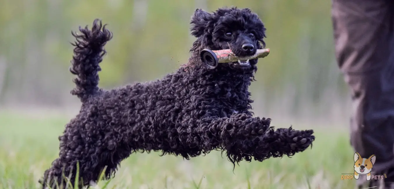 Why Are Poodles Non-Sporting? Explained (With Example)