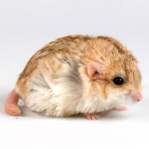 A Complete List Of Small Pets (With Pictures)