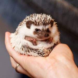 A Complete List Of Small Pets (With Pictures)