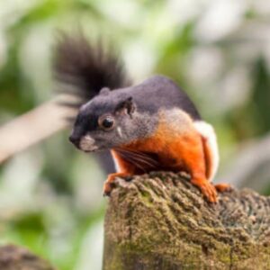 A Complete List Of Small Pets (With Pictures)