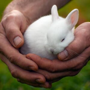 A Complete List Of Small Pets (With Pictures)