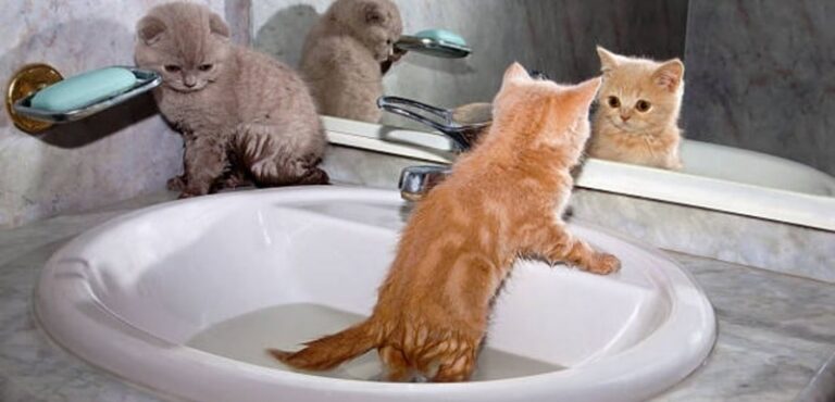 Cat Drank Soapy Water or Ate Soap! Here're 7 Helpful Facts